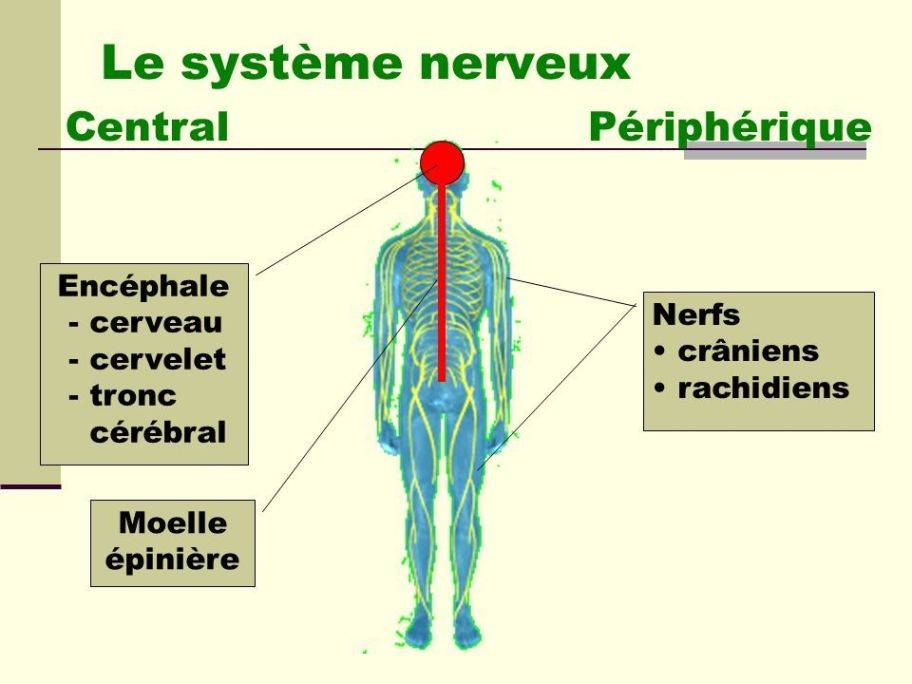 La naissance des neurosciences (seconde partie) - EmoSkills